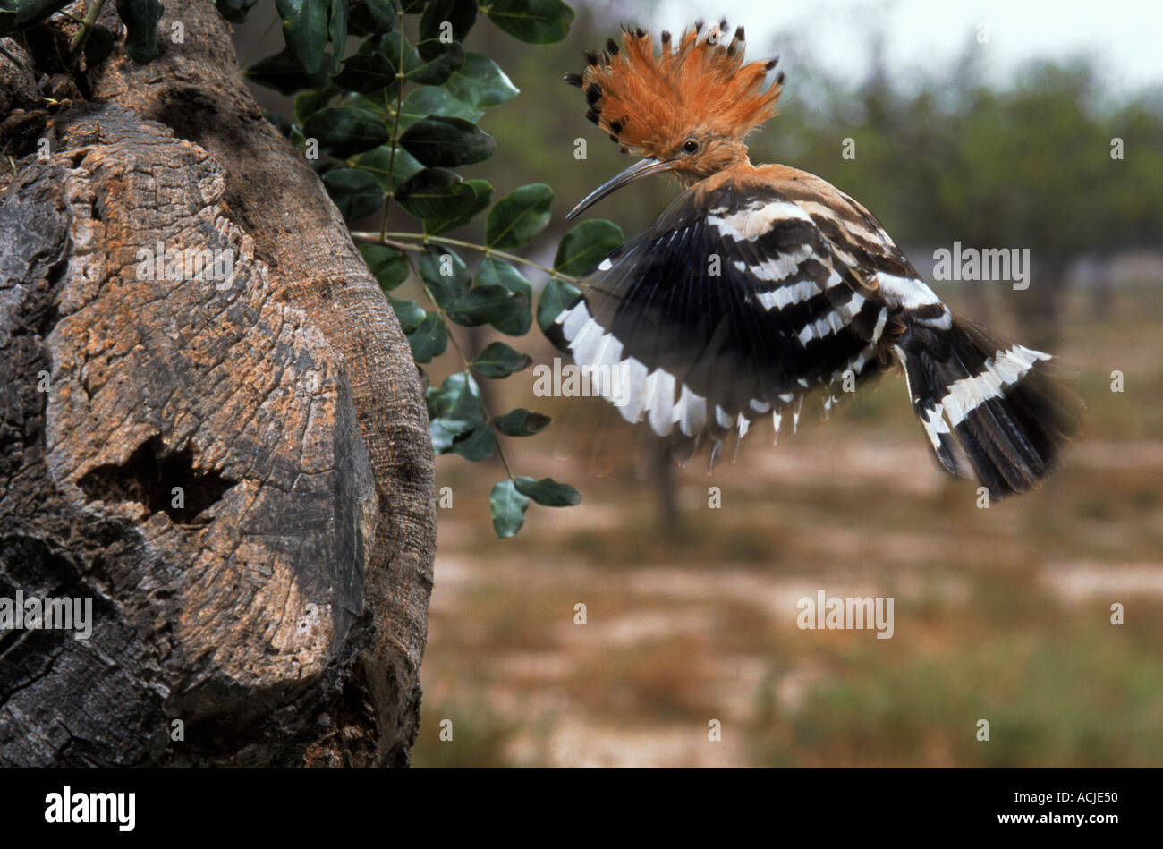 Flying hoopoe hi-res stock photography and images - Alamy