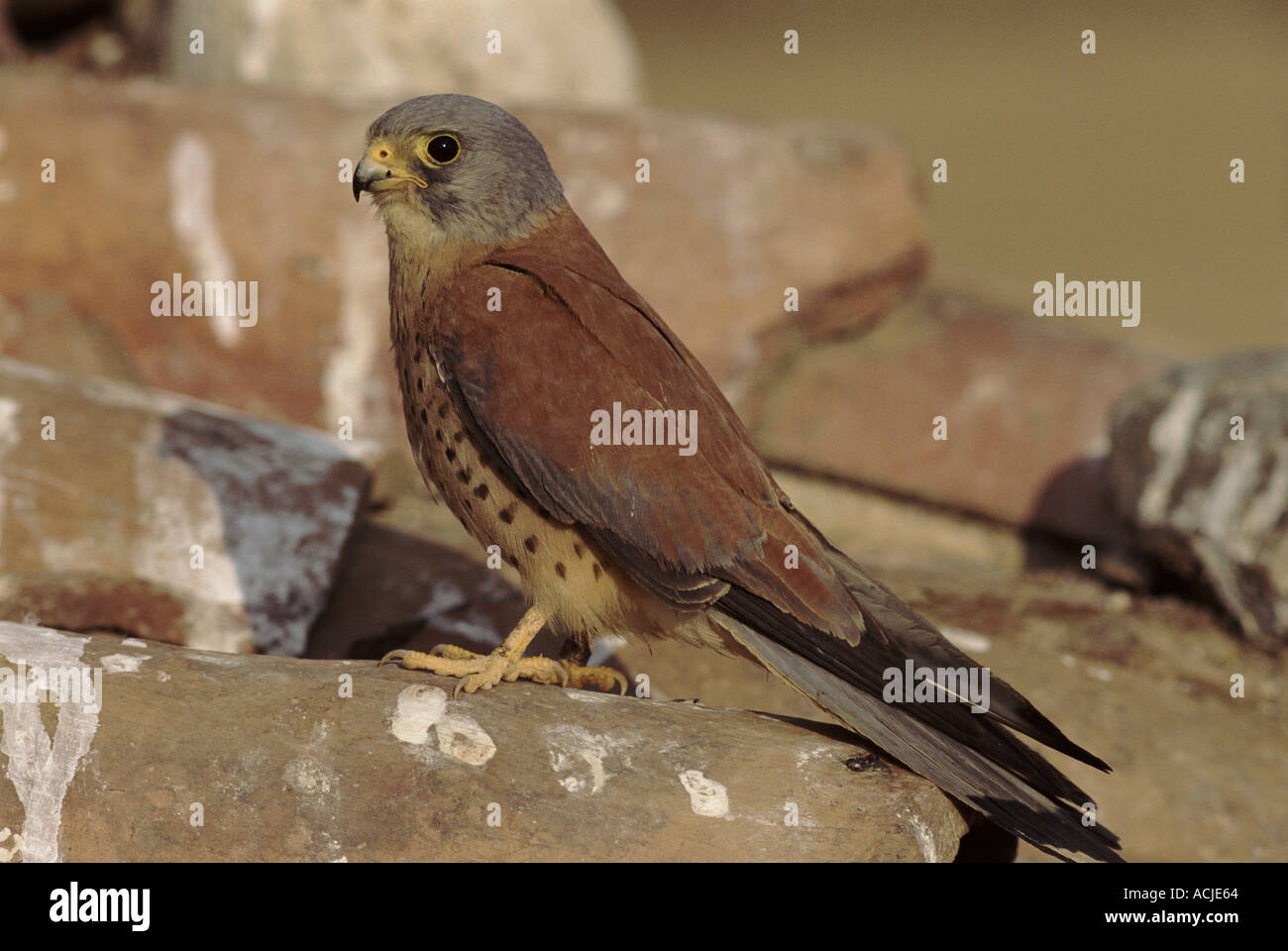 Male lesser kestrel on spanish hi-res stock photography and images - Alamy