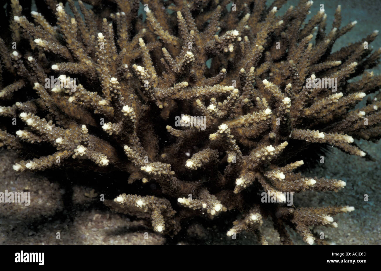 Staghorn coral Acropora sp Bahrain Red Sea Stock Photo - Alamy