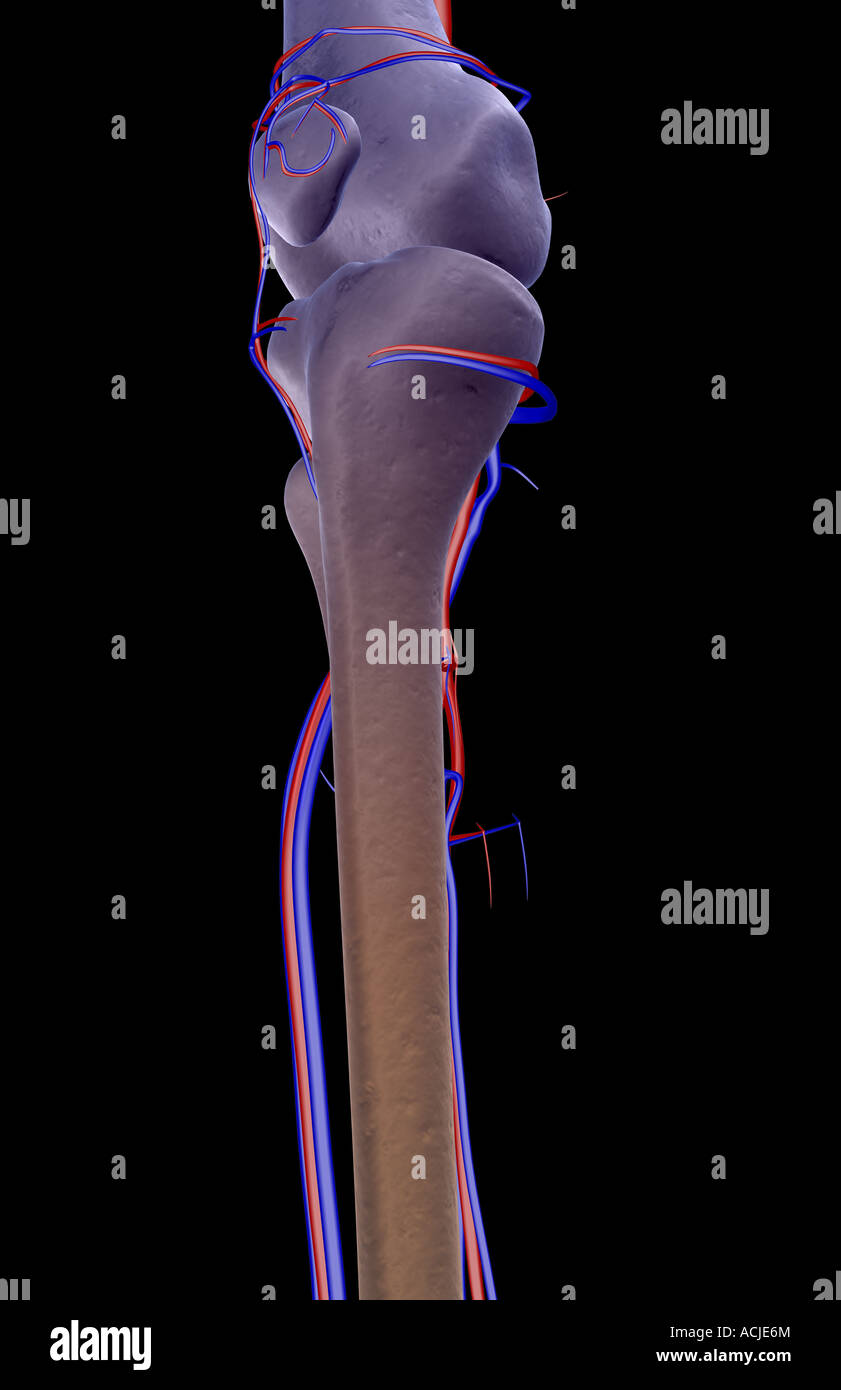 Inferior lateral genicular artery hi-res stock photography and images ...