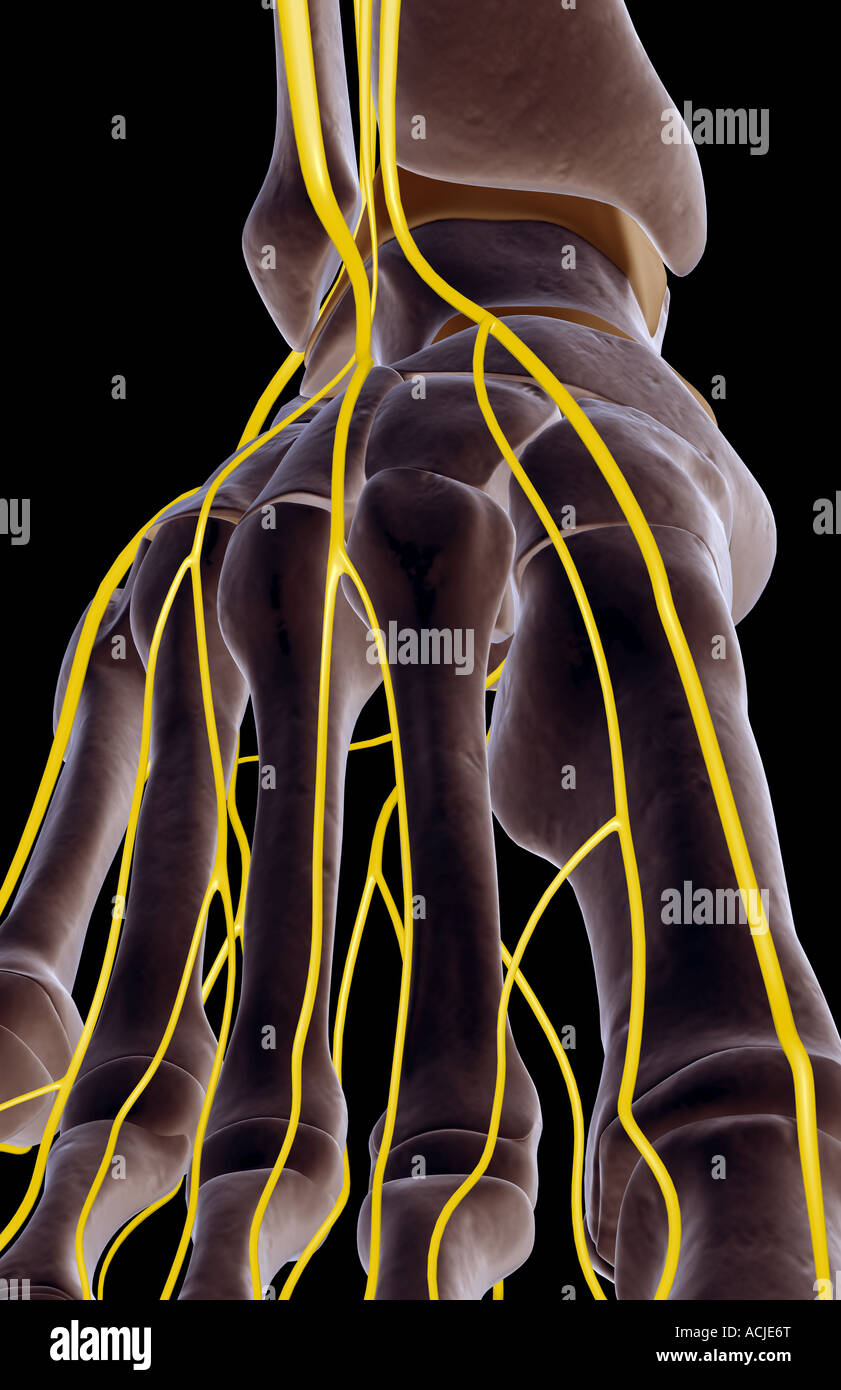 The nerves of the foot Stock Photo - Alamy