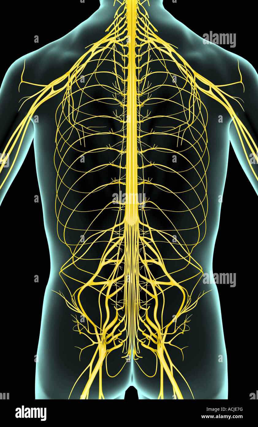 Thoracic nerves hi-res stock photography and images - Alamy