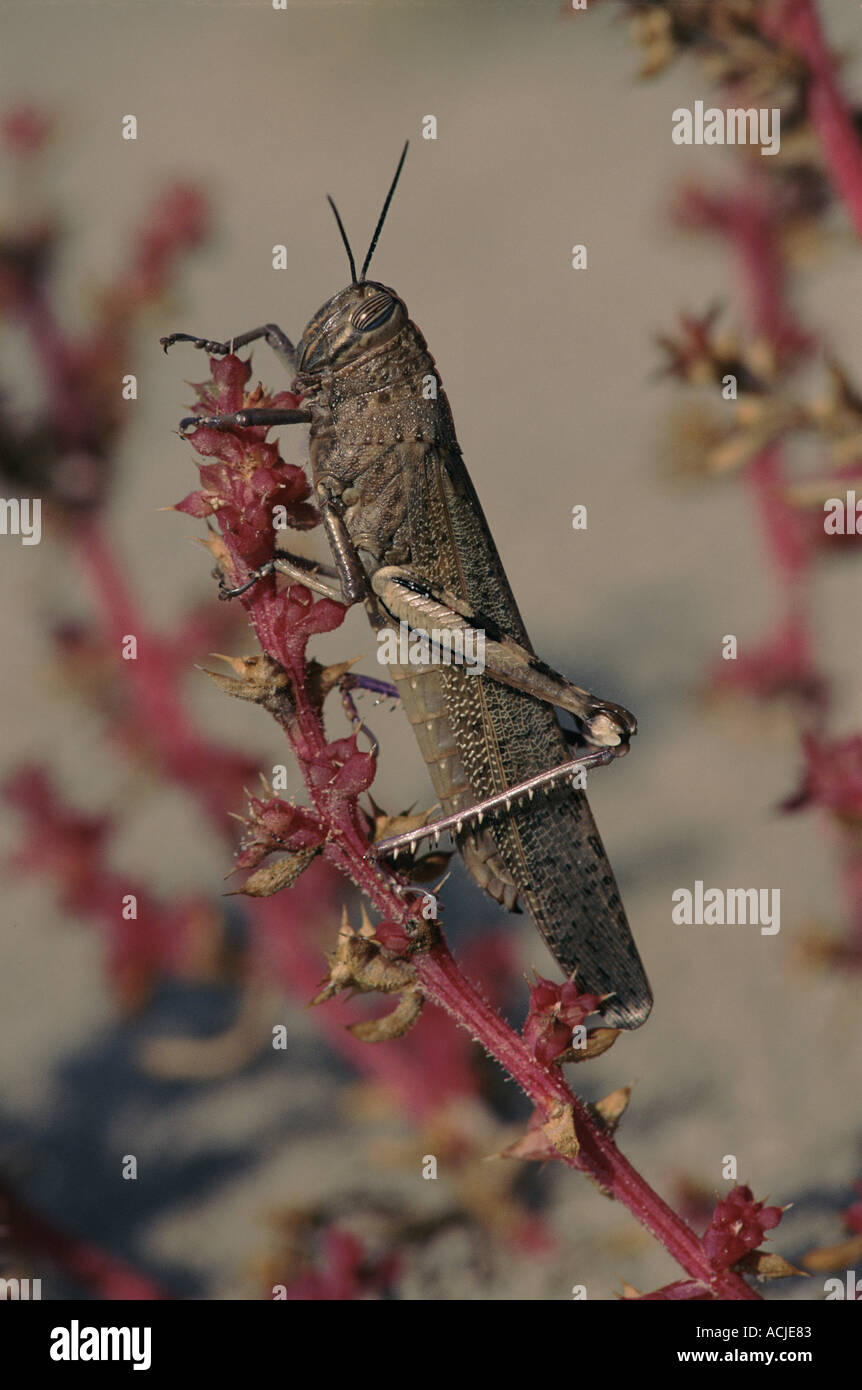 Plant feeding insects hi-res stock photography and images - Alamy
