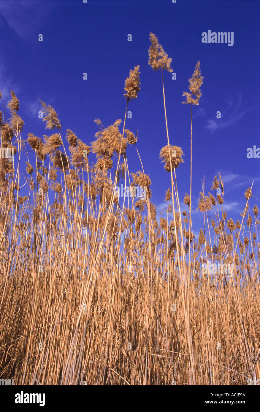 Common reed phragmites australis spain hi-res stock photography and ...