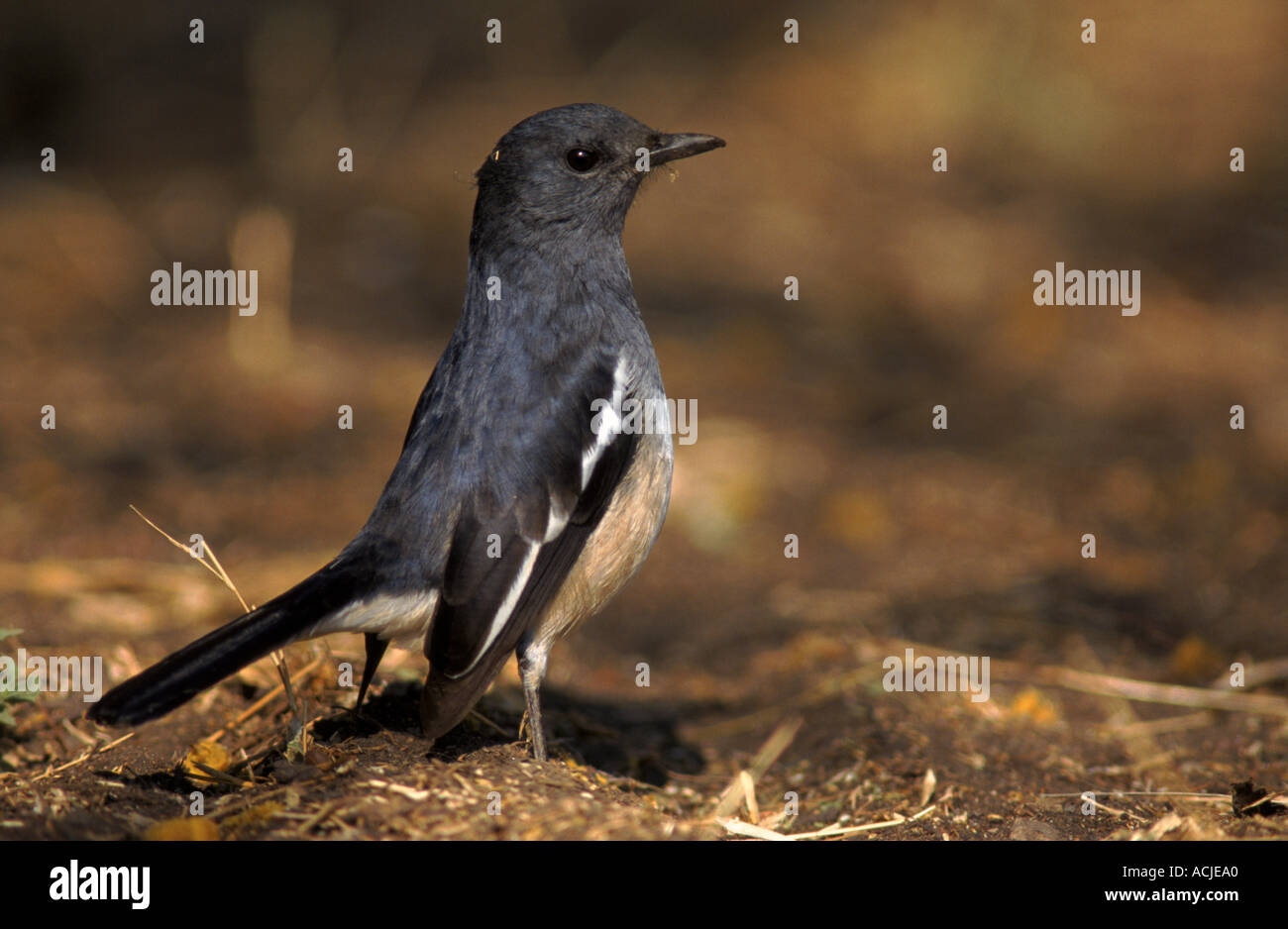 Magpie robin female Keoladeo Bharaptur NP India Stock Photo - Alamy