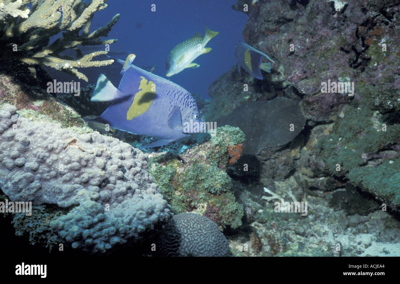 Yellowbar angelfish at reef Pomacanthus maculosus Baharain Arabian Gulf ...