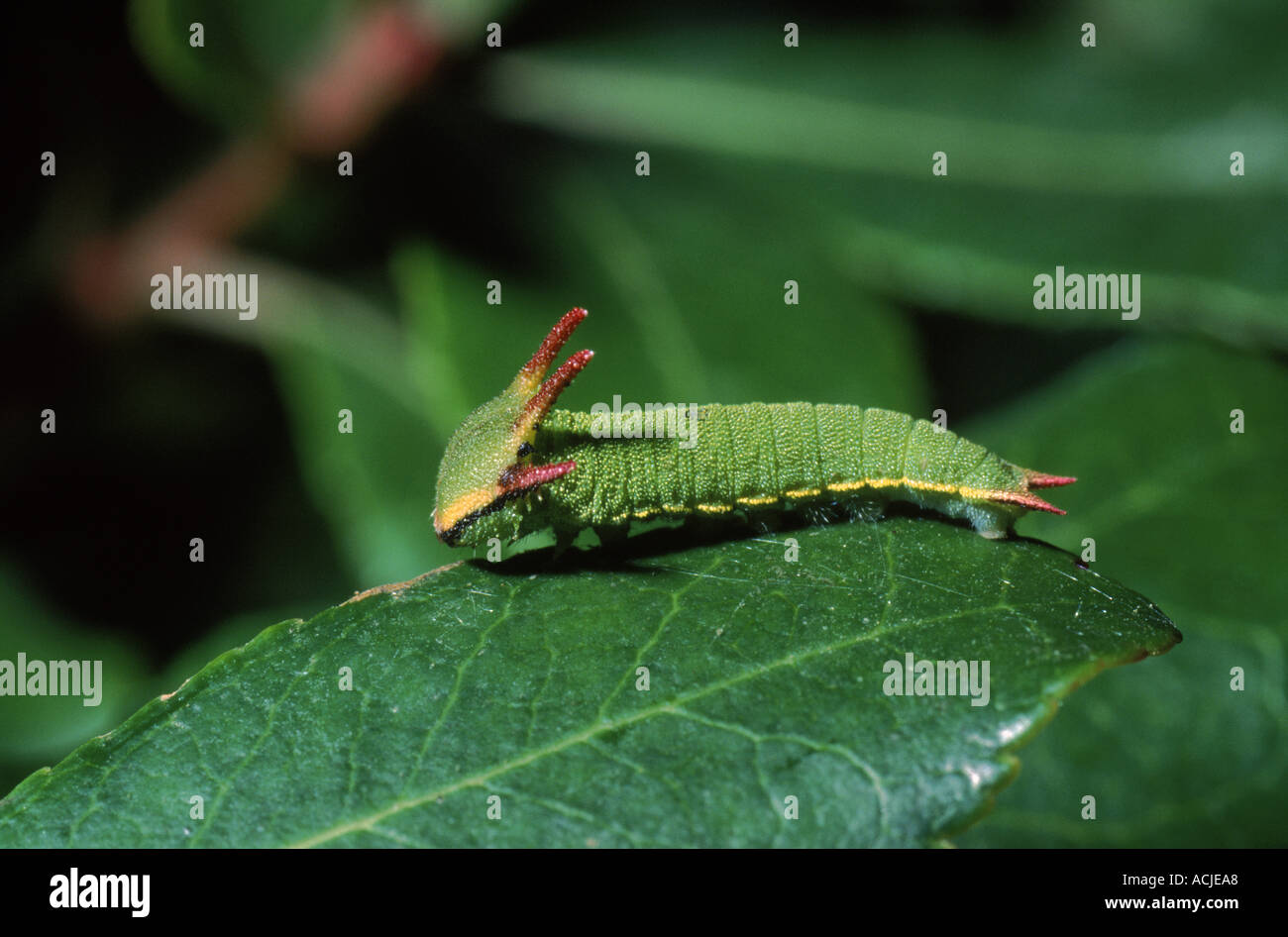 Caterpillar two tailed pasha butterfly hi-res stock photography and ...
