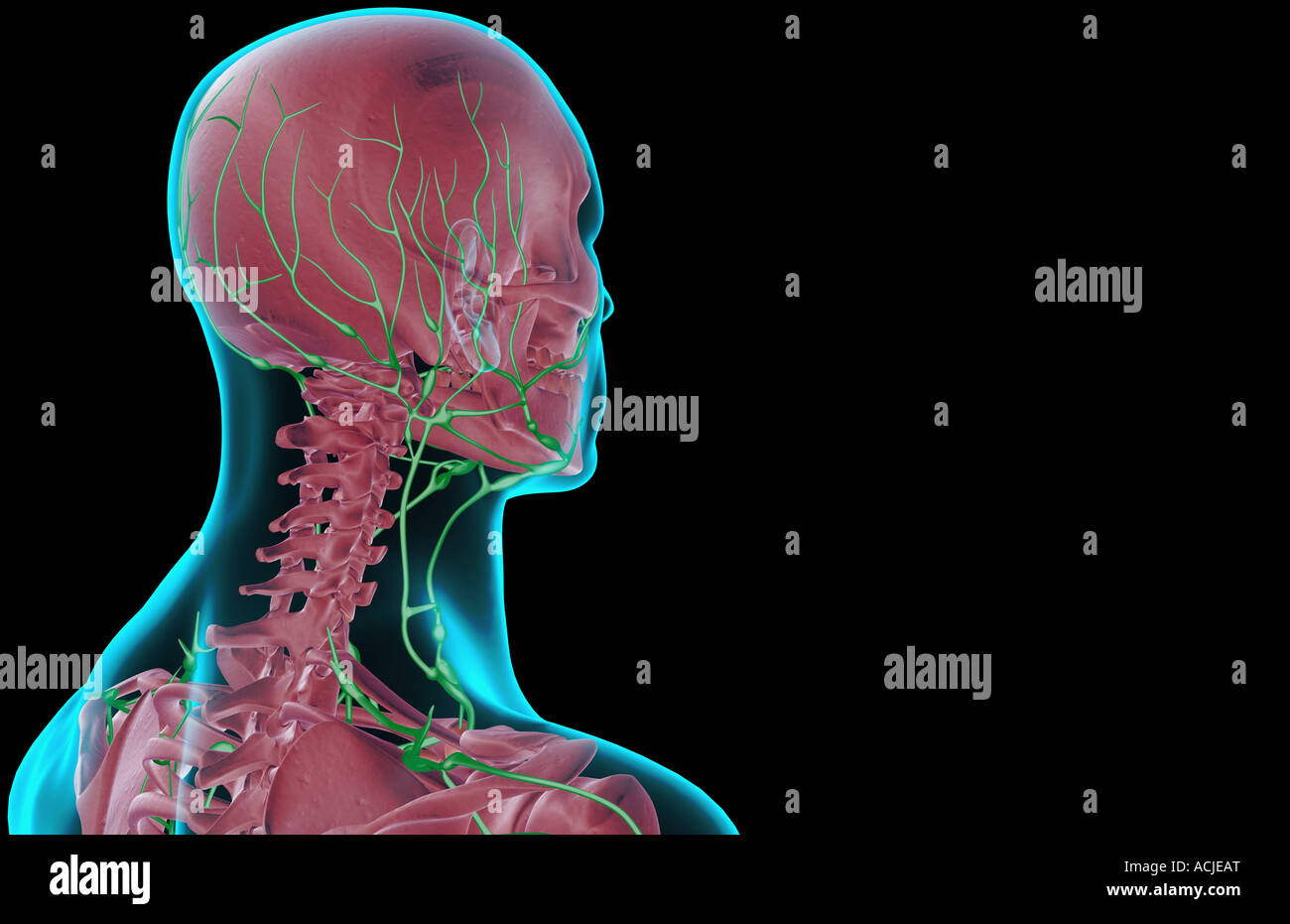 Lymph Nodes Head Neck High Resolution Stock Photography and Images - Alamy