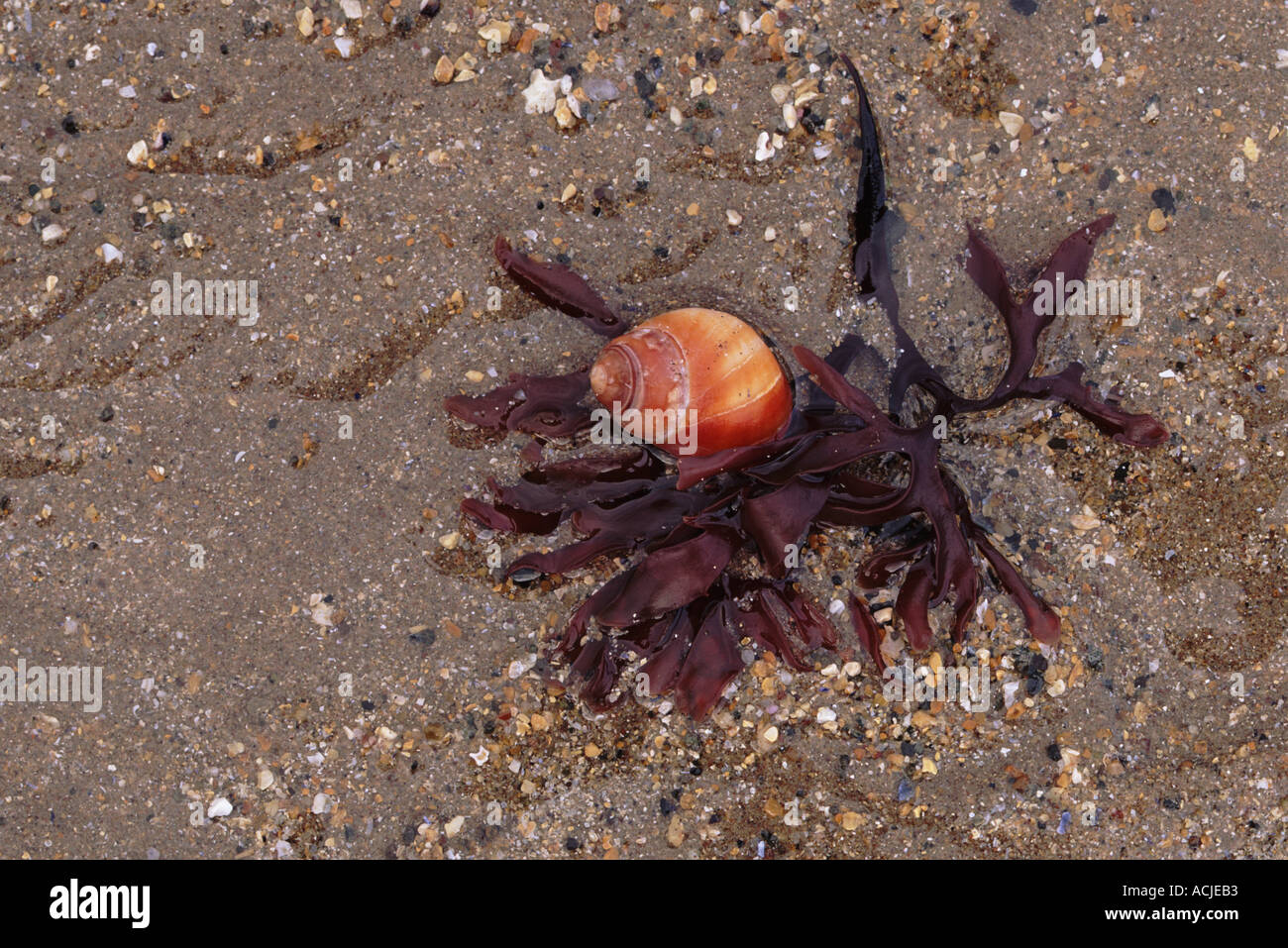 Common seaweeds uk hi-res stock photography and images - Alamy