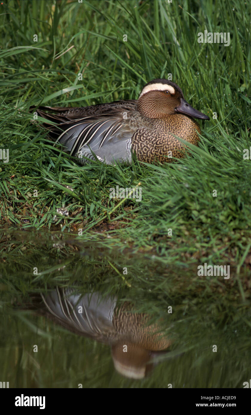 Males garganey hi-res stock photography and images - Alamy