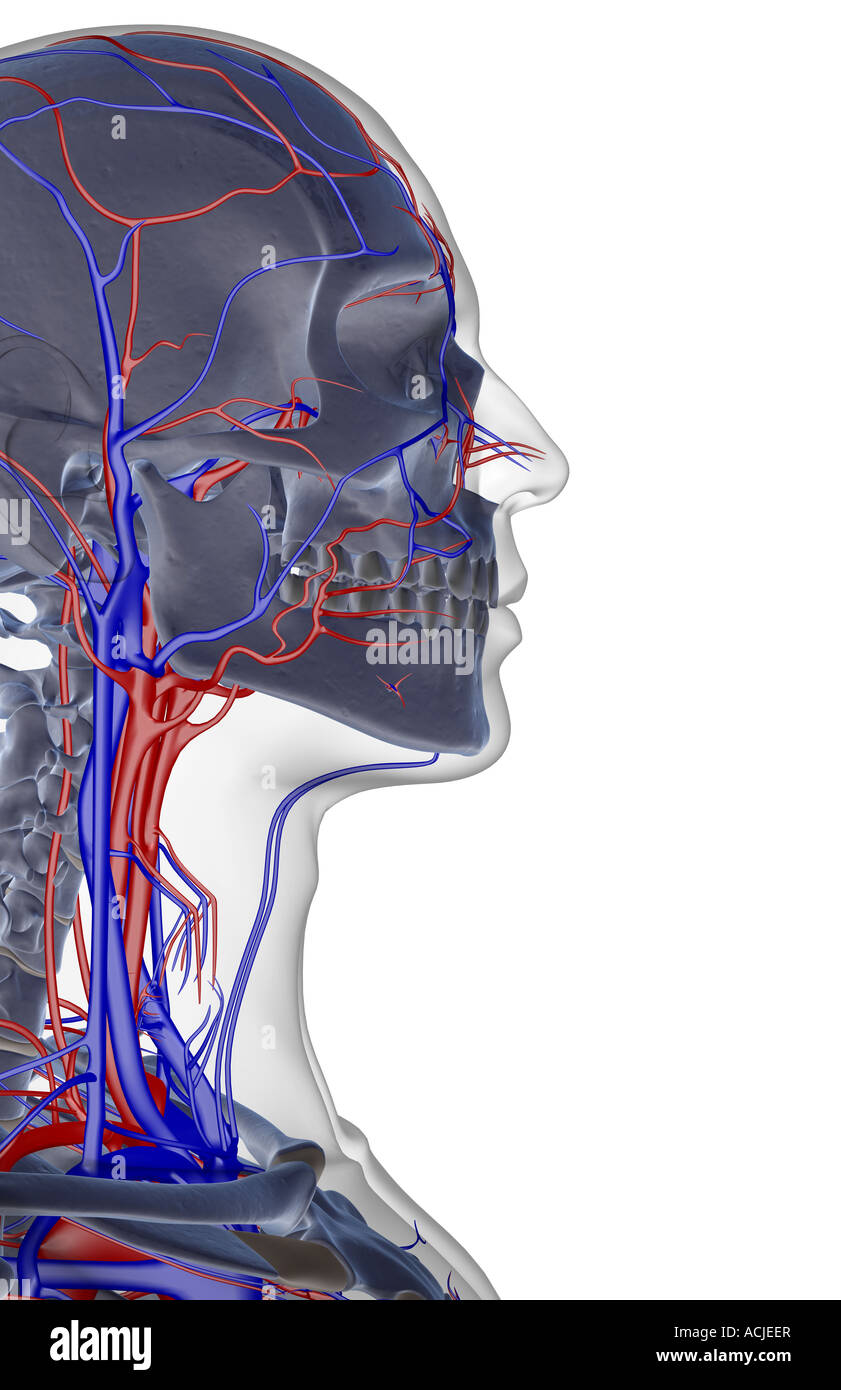 The blood supply of the head and face Stock Photo - Alamy