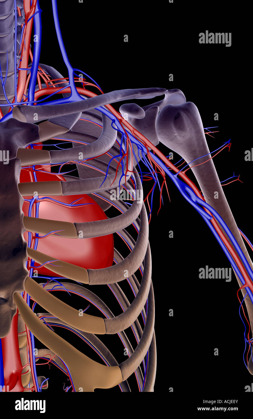 The blood supply of the shoulder Stock Photo - Alamy