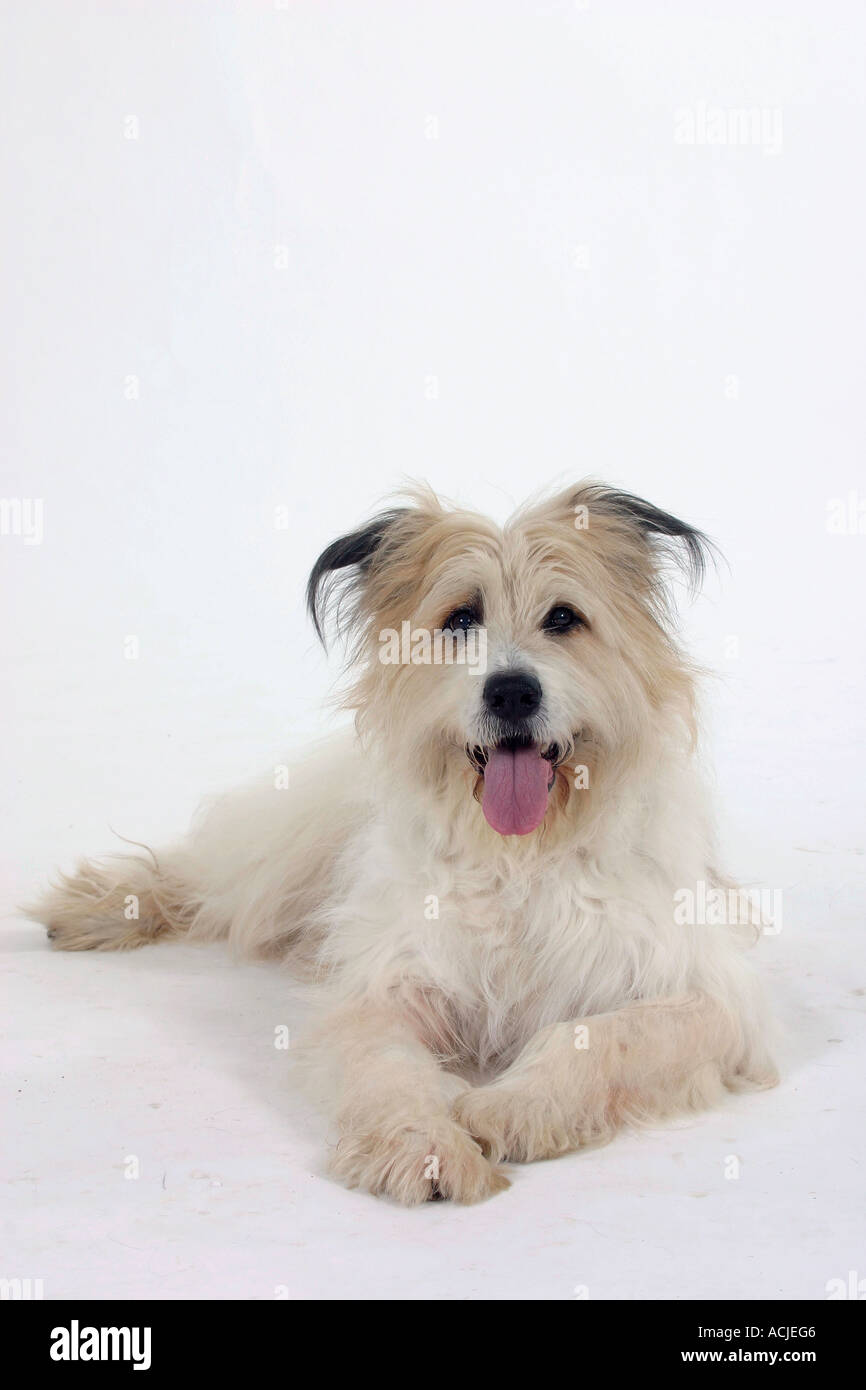 Mongrel dog hi-res stock photography and images - Alamy