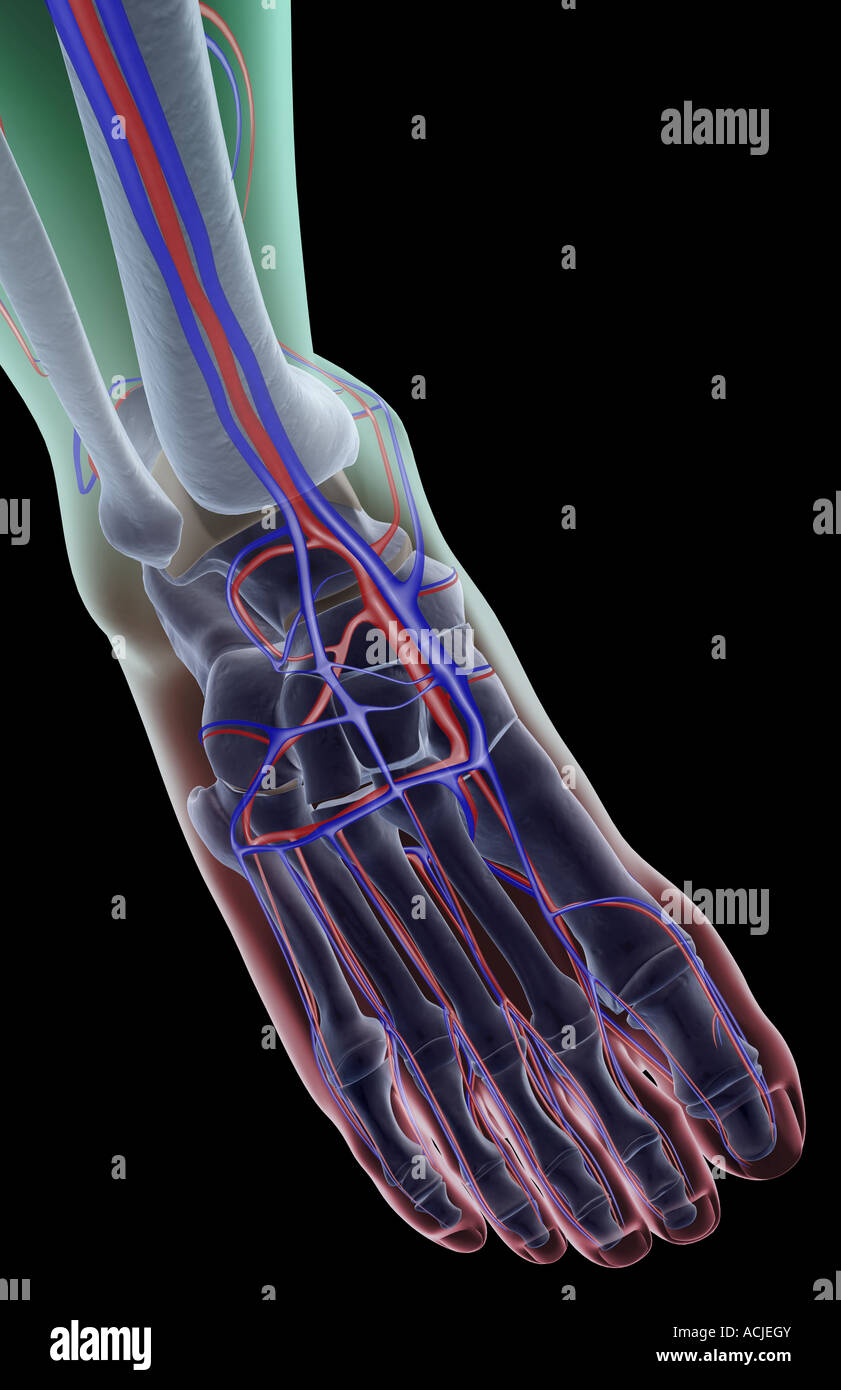 Dorsal artery of foot hi-res stock photography and images - Alamy