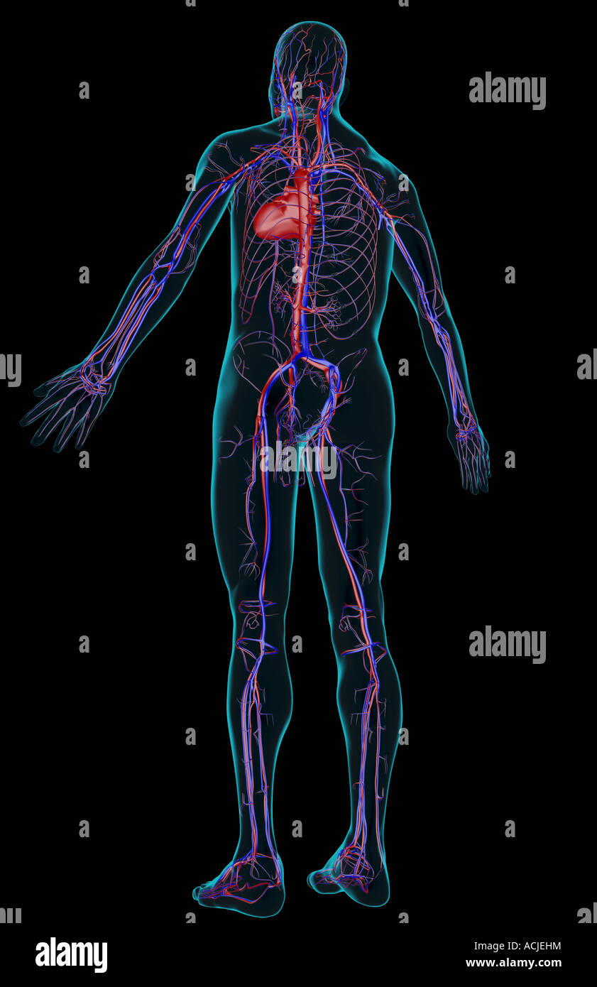 The vascular system Stock Photo - Alamy
