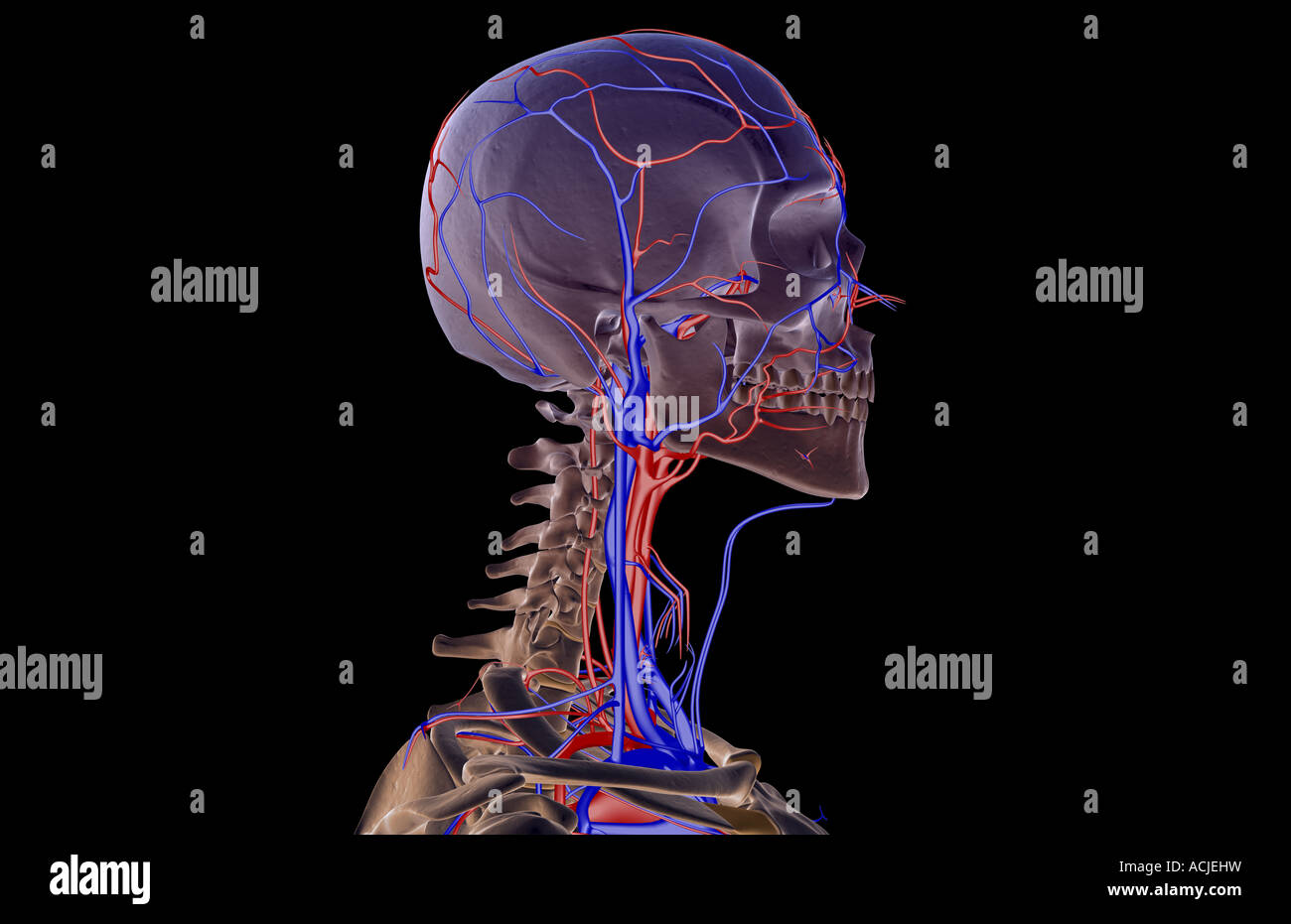 Blood supply head neck hi-res stock photography and images - Alamy