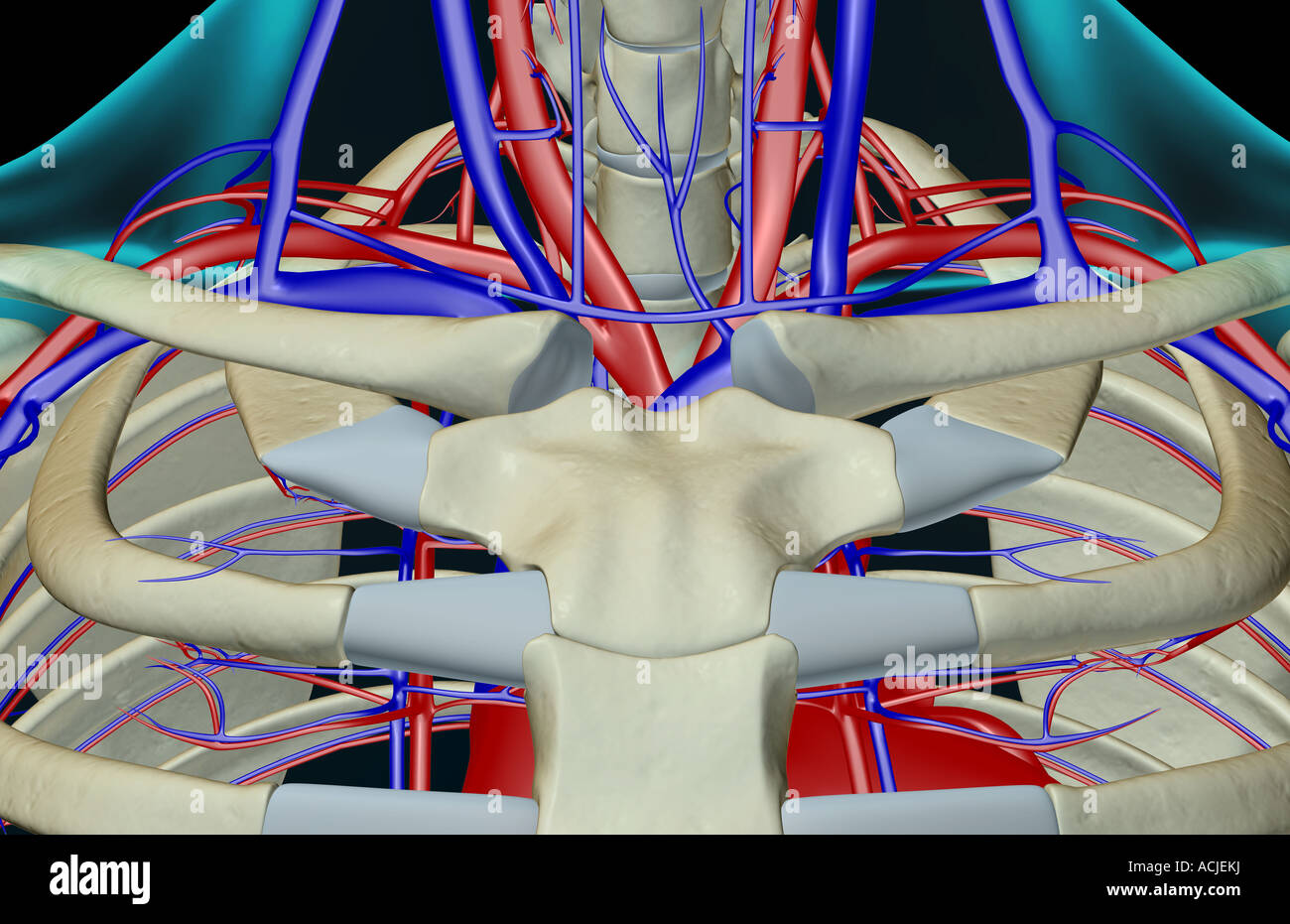 Blood vessels of thorax and neck hi-res stock photography and images ...