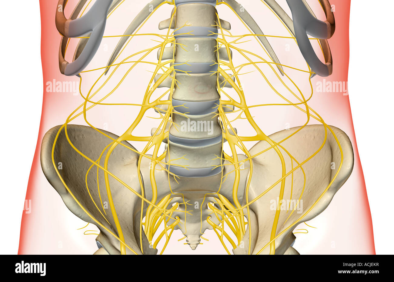Ilioinguinal Neuralgia