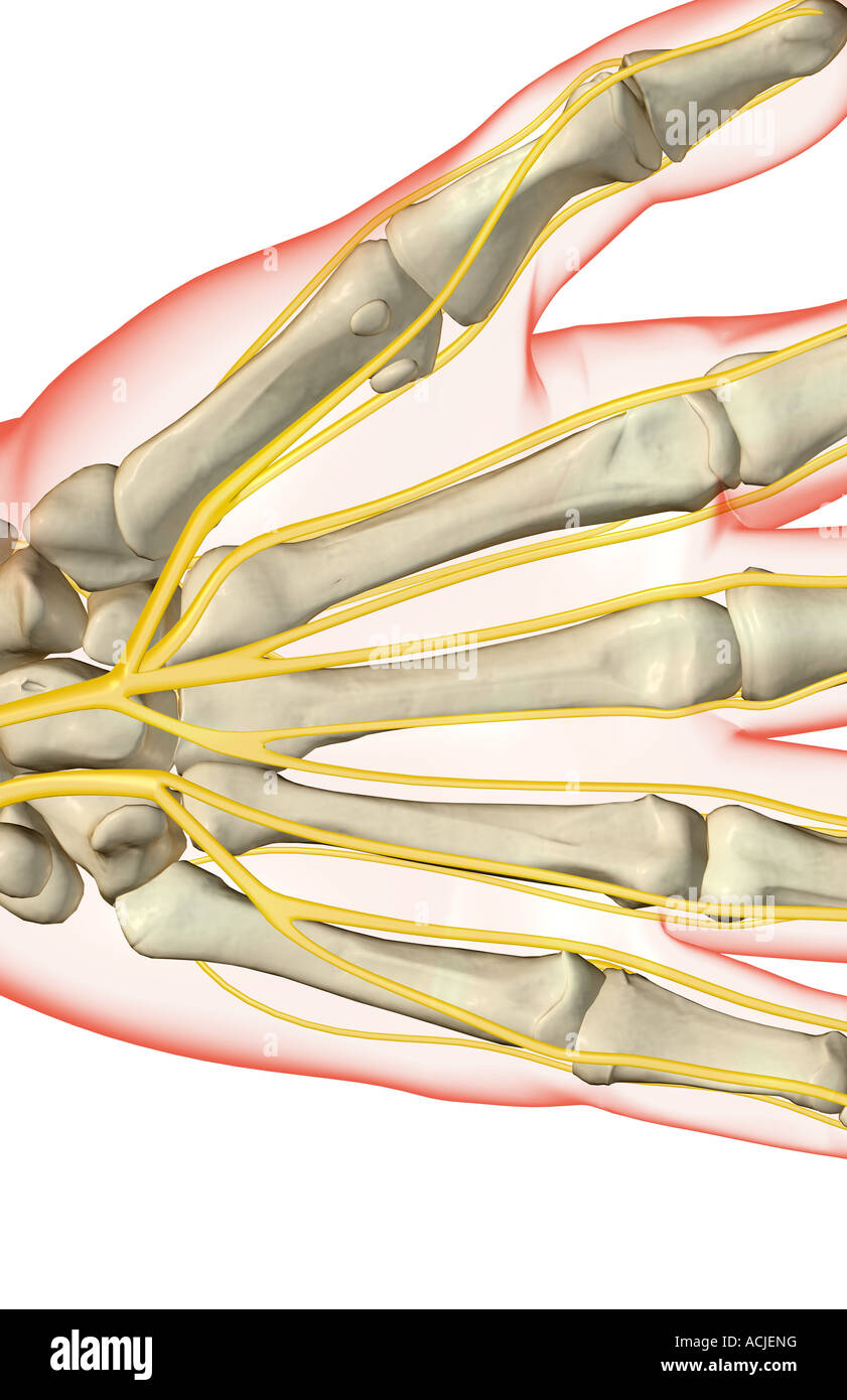 Ulnar Nerve High Resolution Stock Photography and Images - Alamy