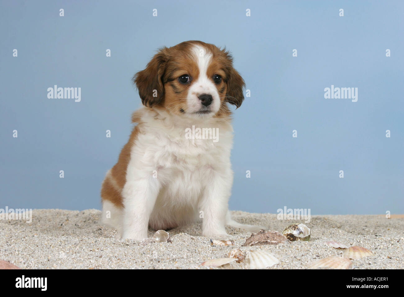 Small dutch waterfowl dog puppy hi-res stock photography and images - Alamy