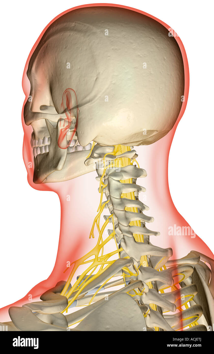 The nerves of the neck Stock Photo - Alamy