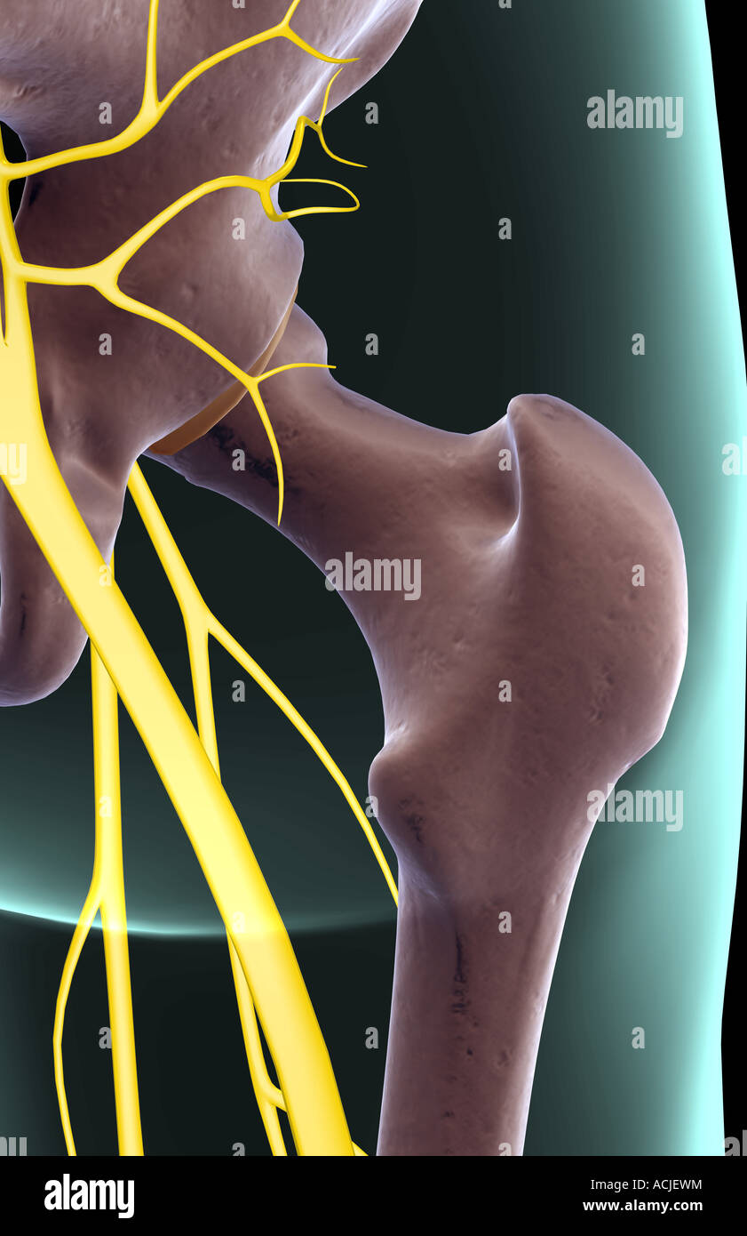 Inferior gluteal nerve hi-res stock photography and images - Alamy