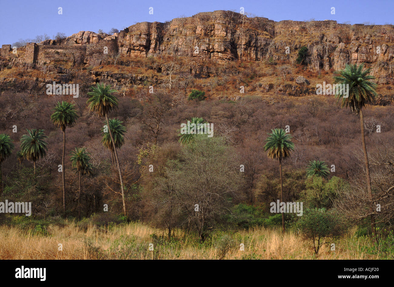 Indian date phoenix hi-res stock photography and images - Alamy