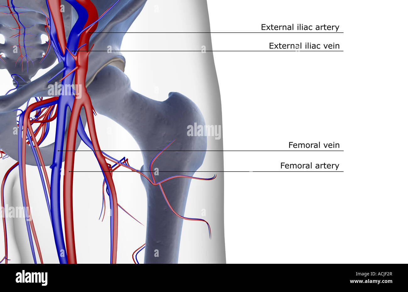 Common Iliac Vein