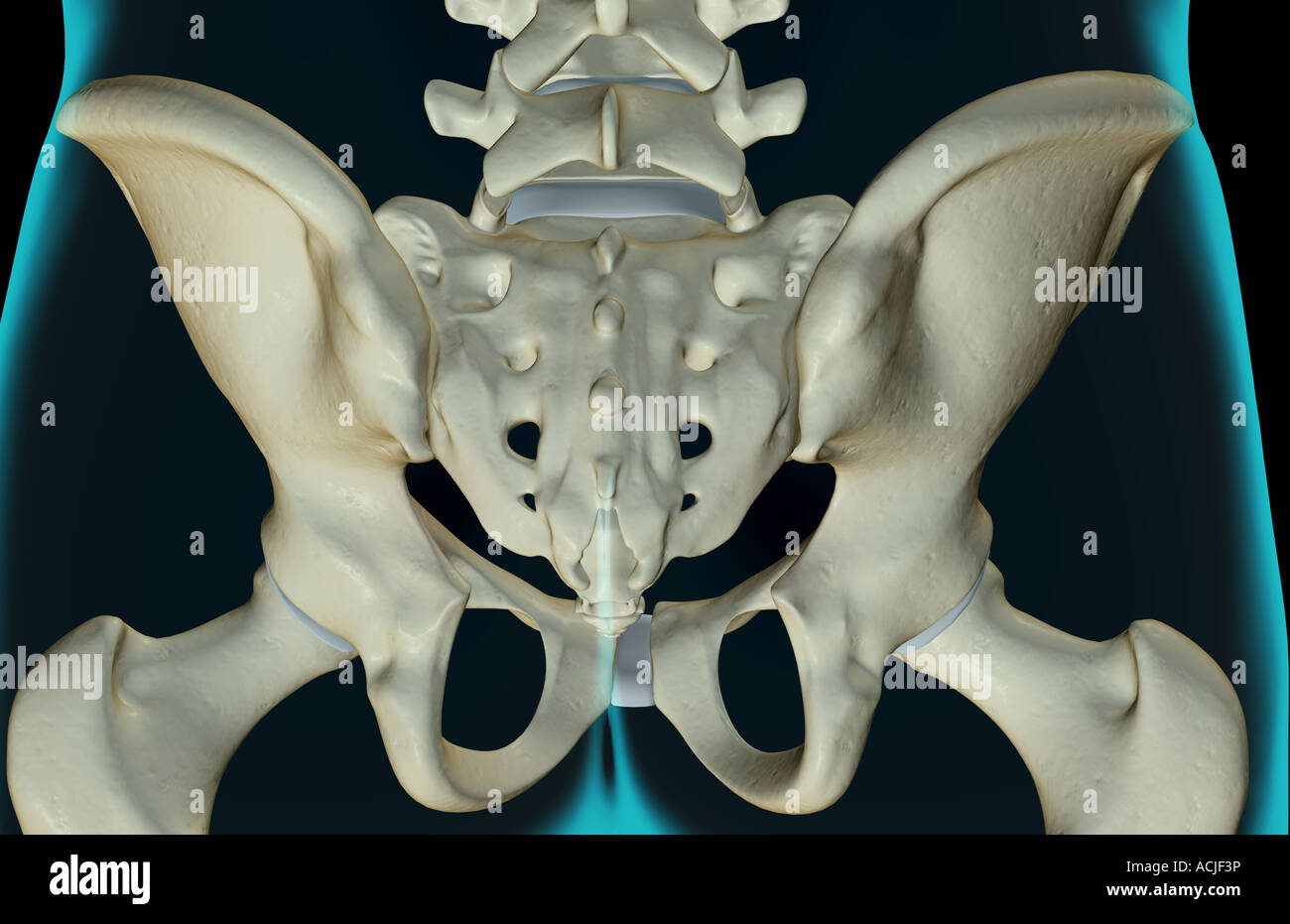 The bones of the pelvis Stock Photo - Alamy