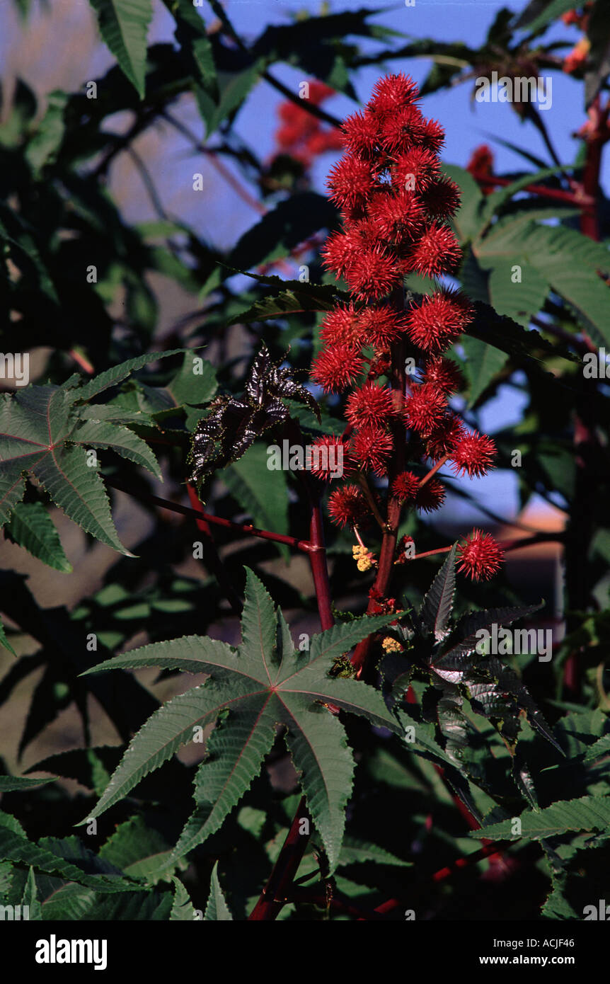 Fruit of Castor oil plant Ricinus communis Alicante Spain Europe Stock ...
