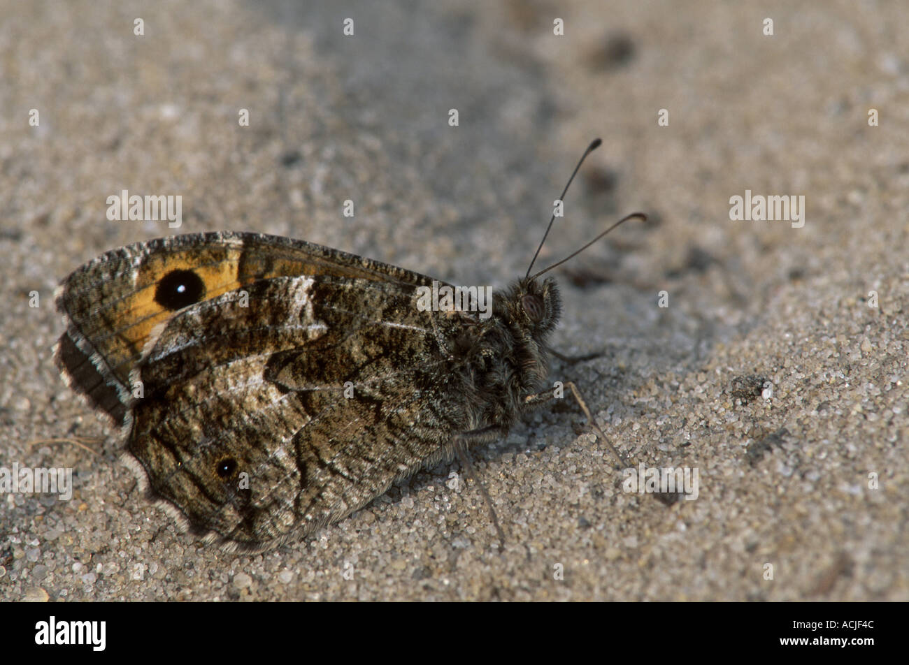 Grayling butterfly Hipparchia semele Belgium Europe Stock Photo - Alamy