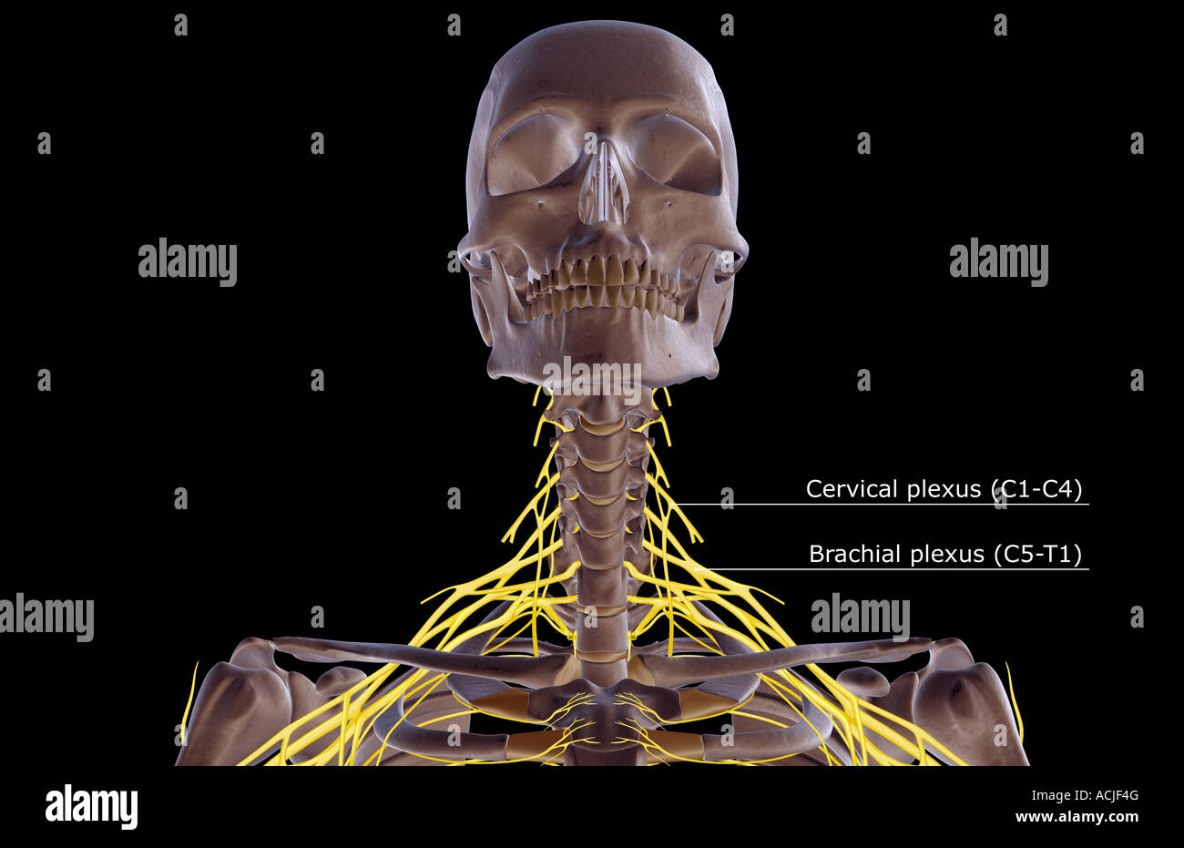 The nerves of the neck Stock Photo - Alamy