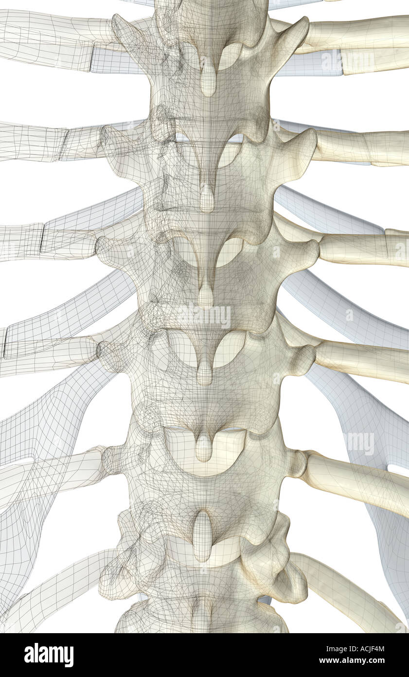 The bones of thoracic vertebrae Stock Photo - Alamy