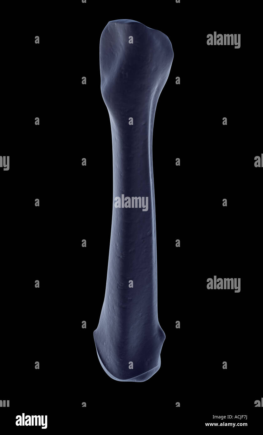 The bones of the fingers Stock Photo - Alamy