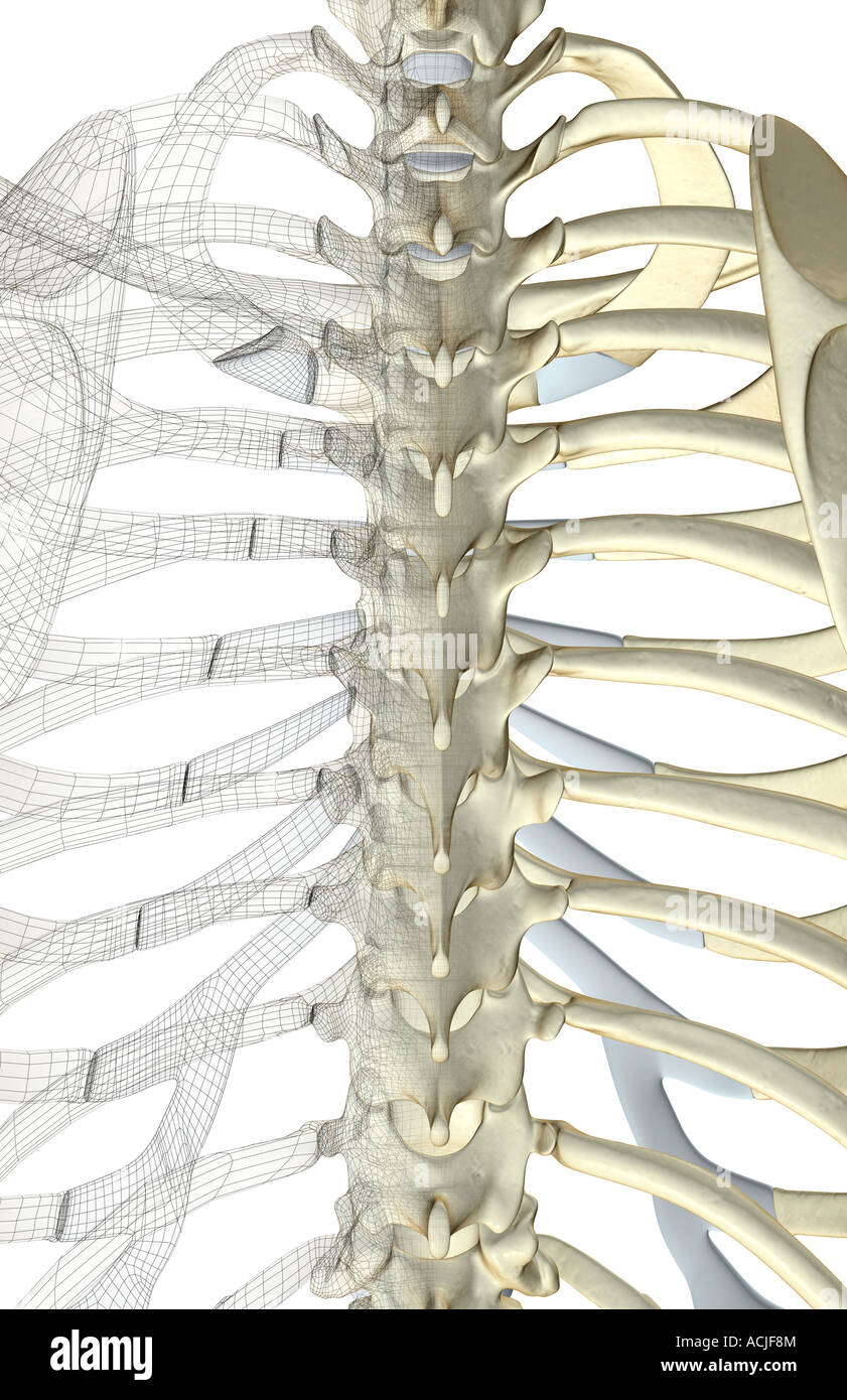 The bones of the thoracic vertebrae Stock Photo - Alamy