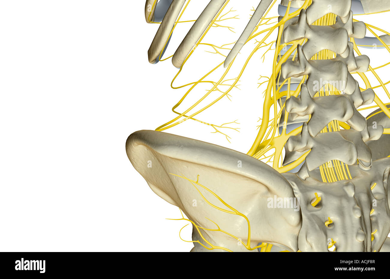The nerves of the lower back Stock Photo - Alamy