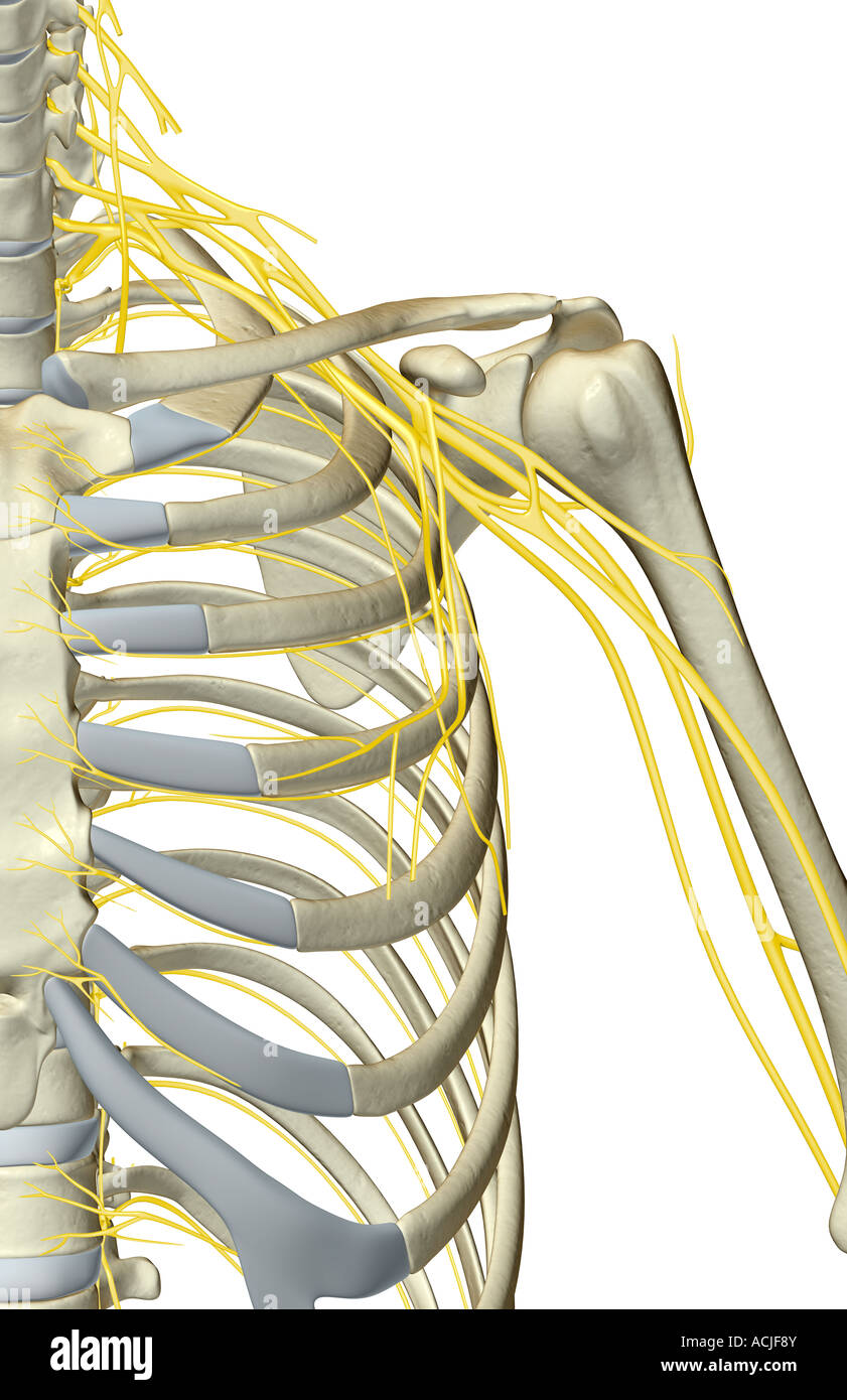 The nerves of the shoulder Stock Photo - Alamy