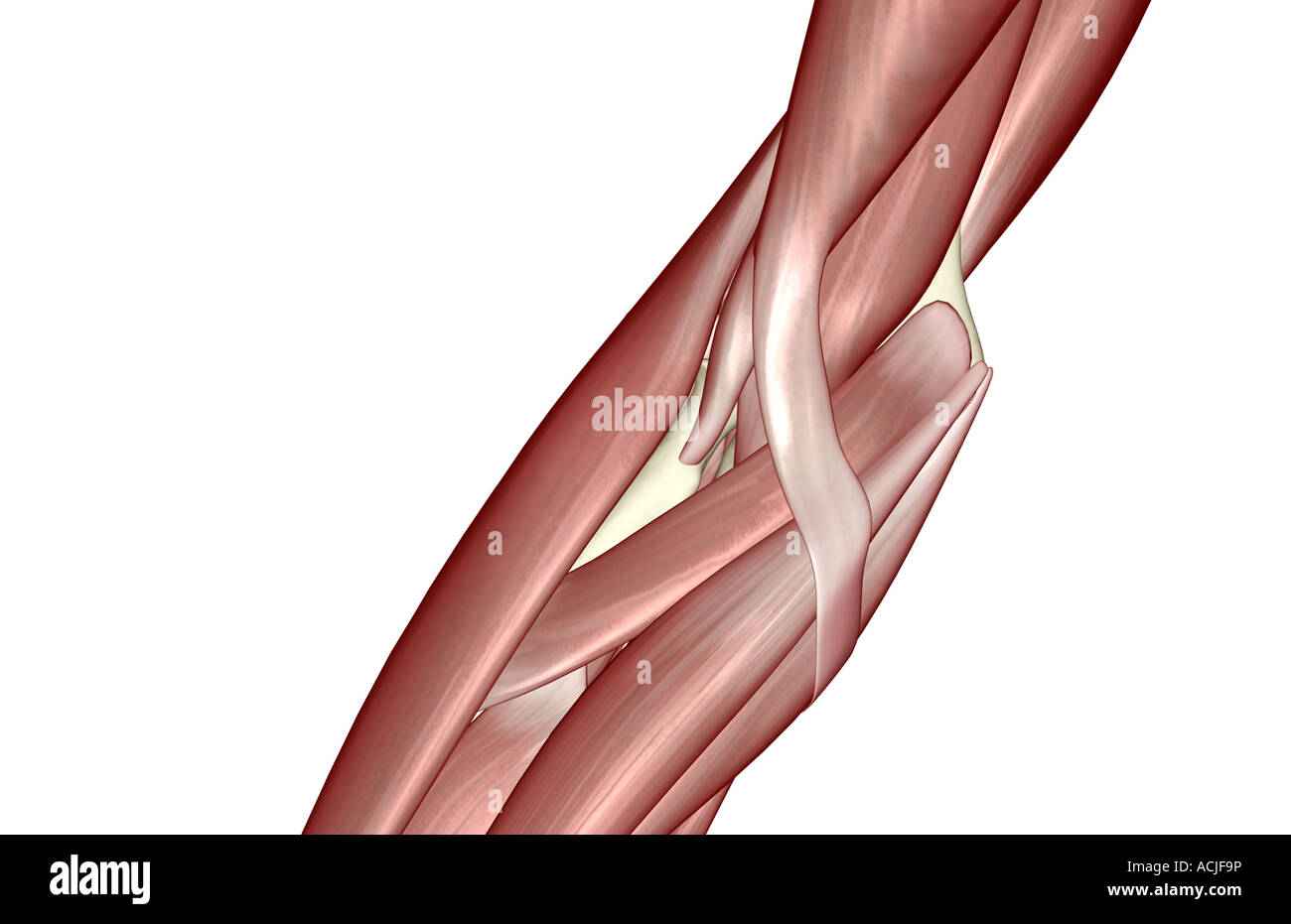 The muscles of the elbow Stock Photo - Alamy