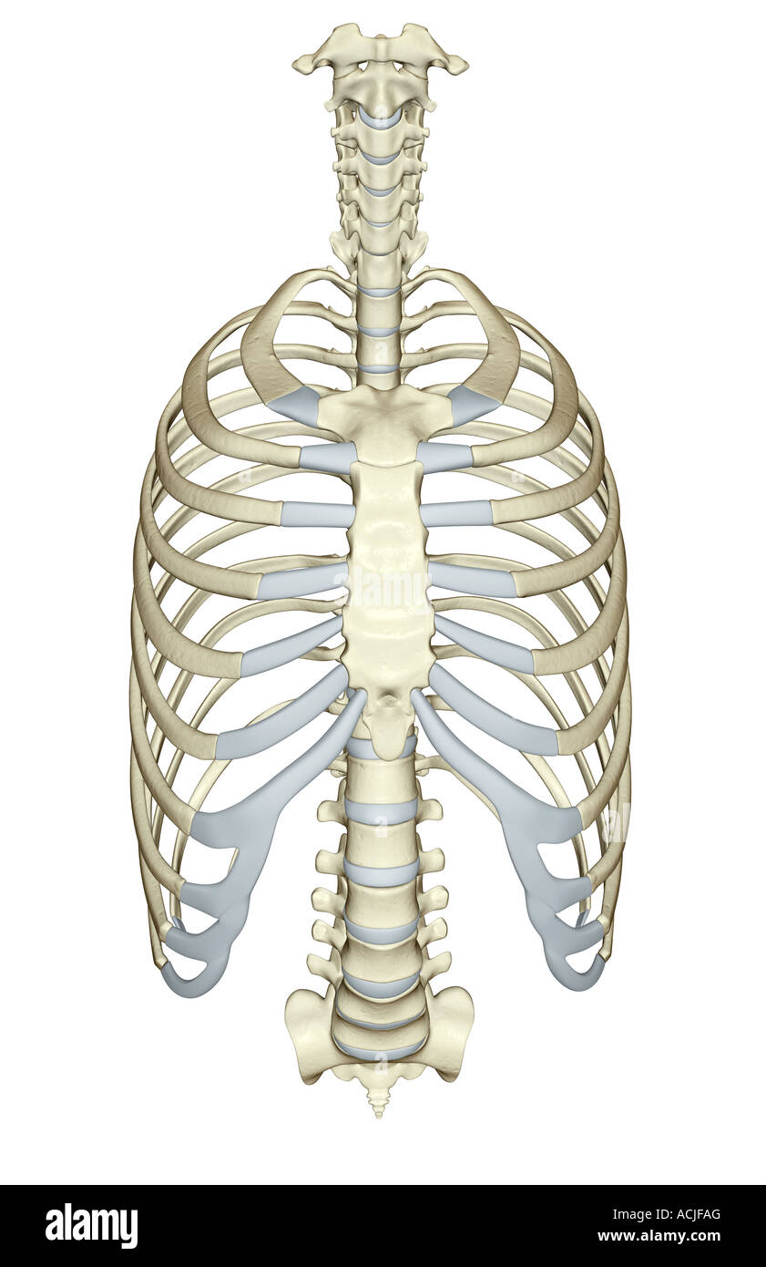 Chest Thorax Cut Out Stock Images & Pictures - Alamy