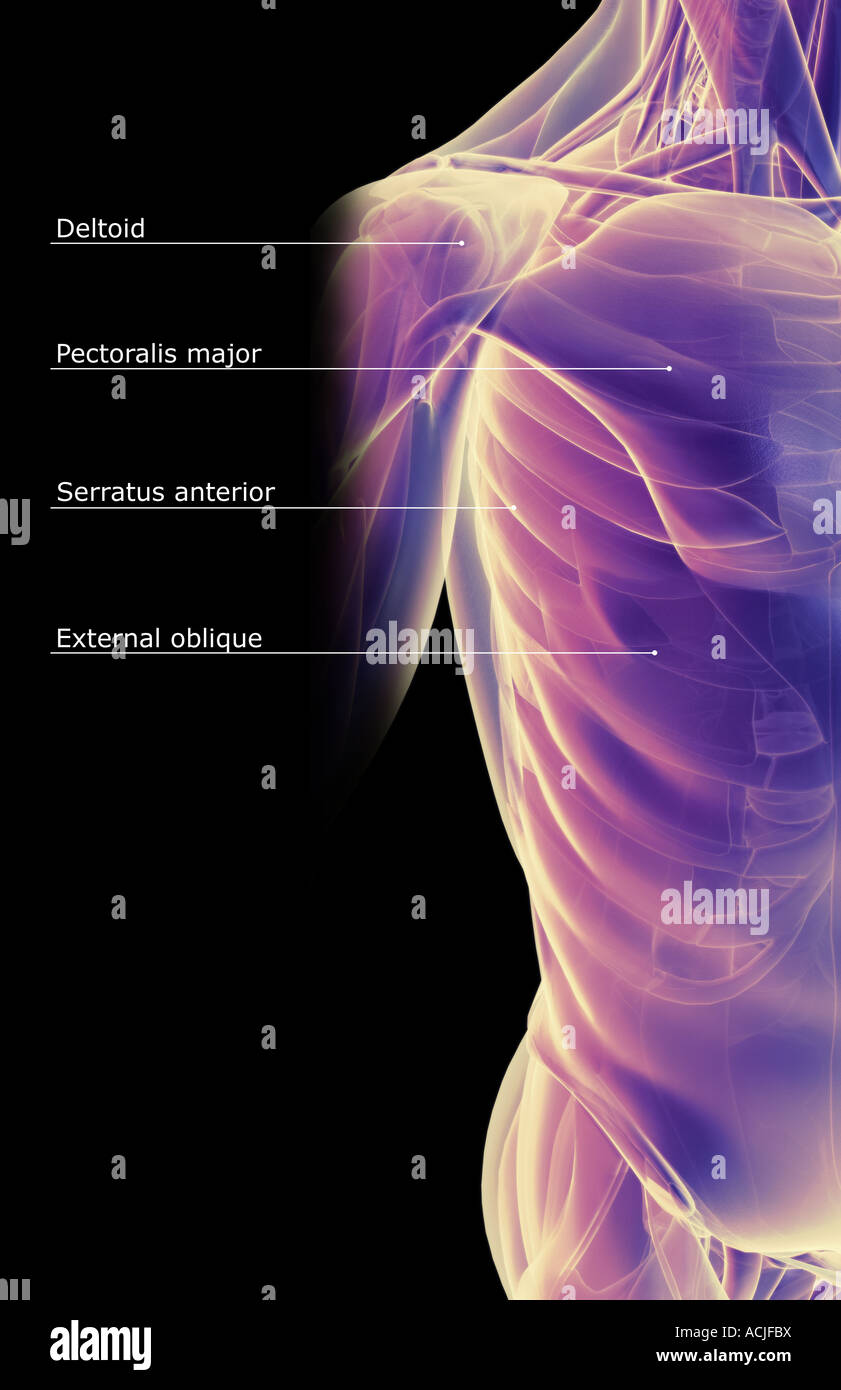 The muscles of the trunk Stock Photo - Alamy