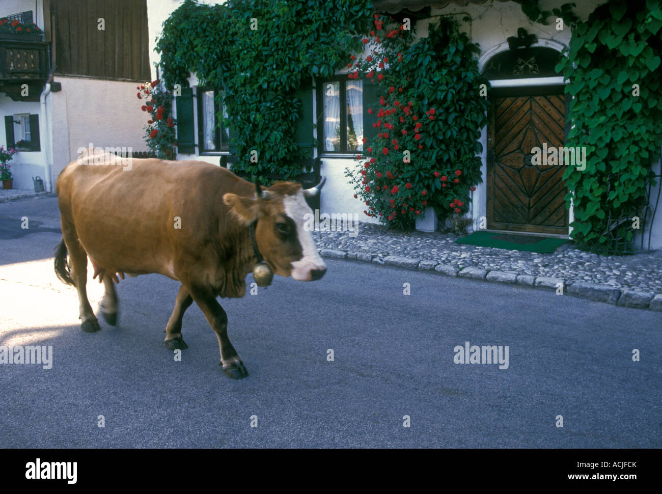 Cow walking down street town of Garmisch-Partenkirchen Bavaria Germany ...