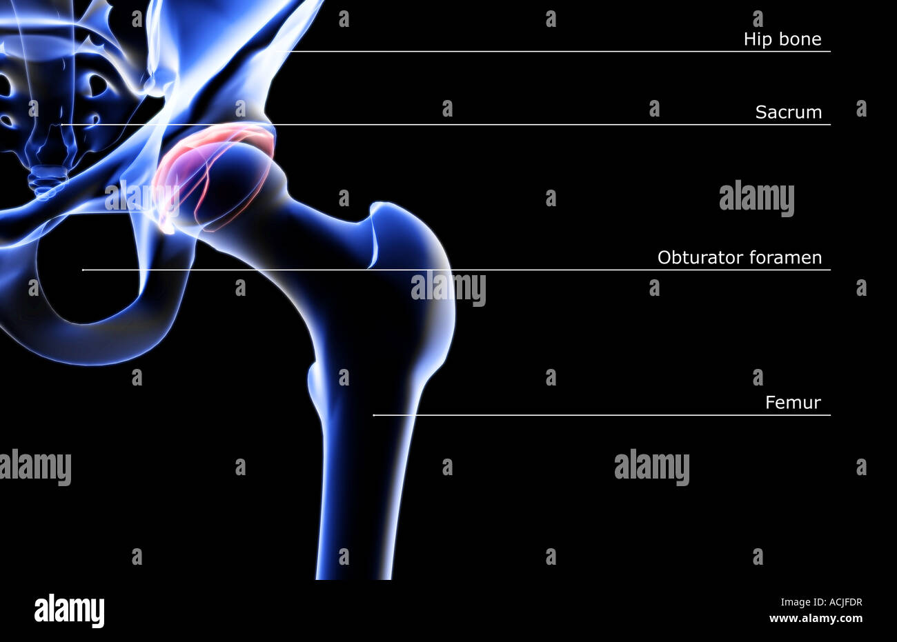 The bones of the hip Stock Photo - Alamy