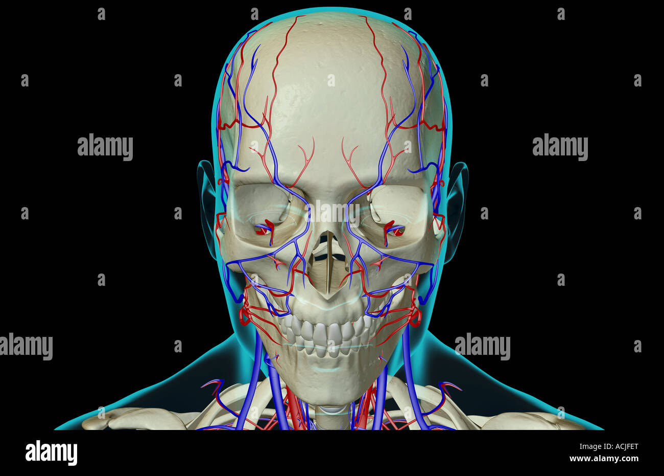 The blood supply of the head and face Stock Photo - Alamy