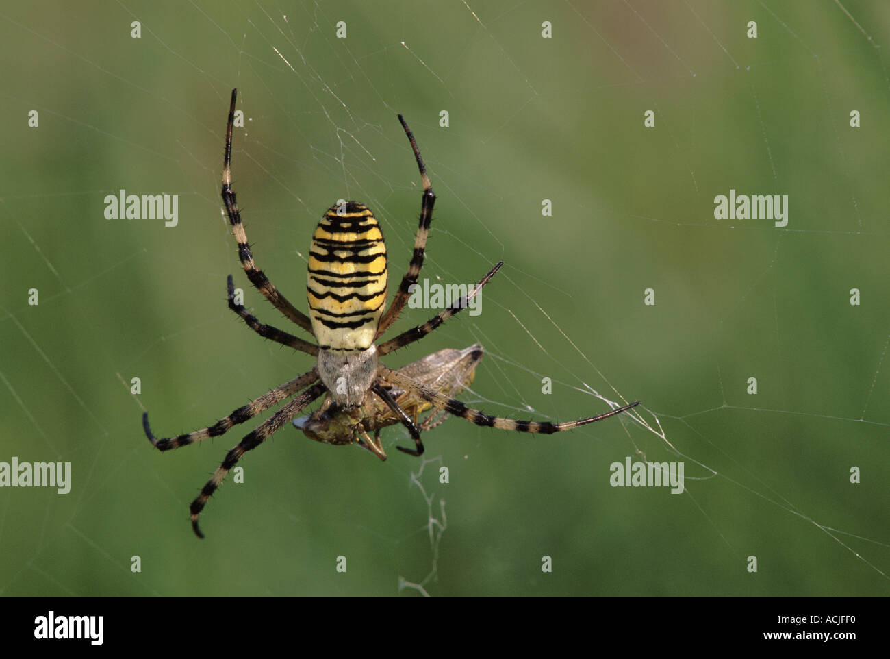 Spider web prey animals hunting hi-res stock photography and images - Alamy