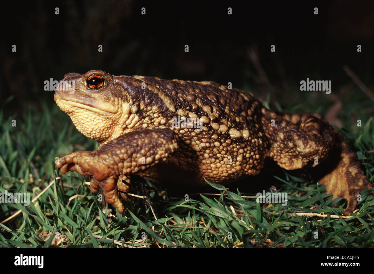 Walking toad hi-res stock photography and images - Alamy