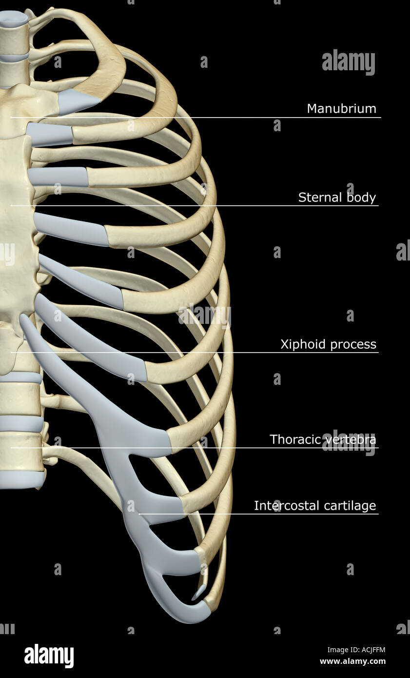Xiphoid Process Vertebral Level