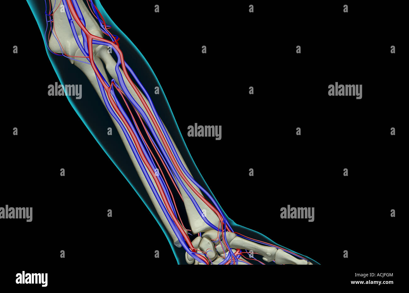 Radial Artery High Resolution Stock Photography and Images - Alamy
