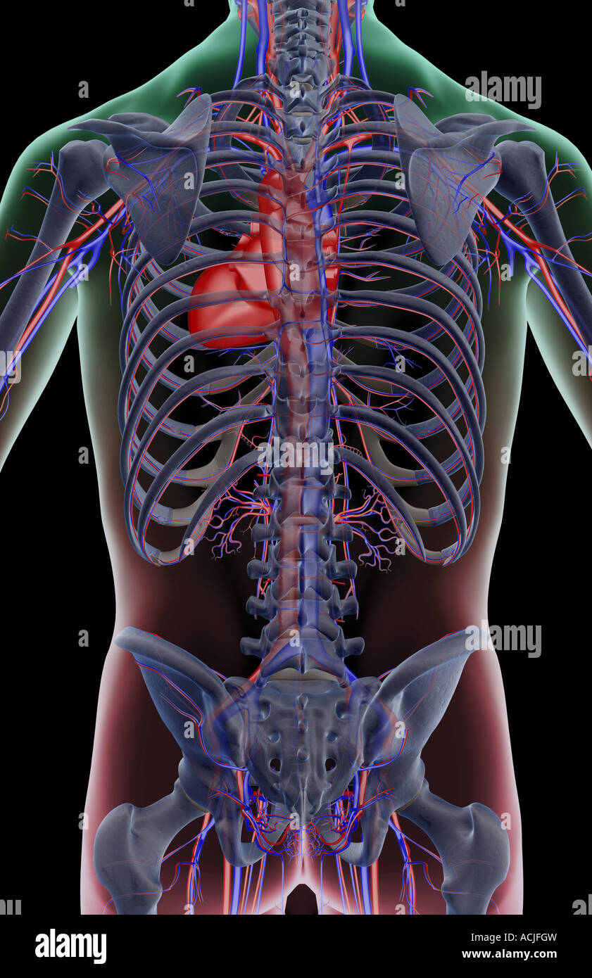 Blood vessels of the trunk hi-res stock photography and images - Alamy
