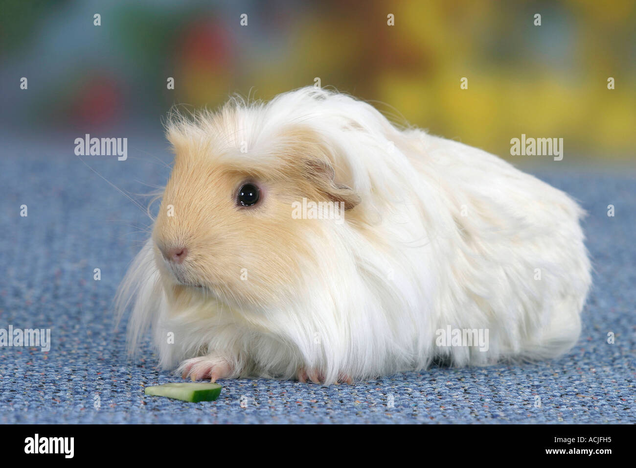 Coronet guinea pig hi-res stock photography and images - Alamy