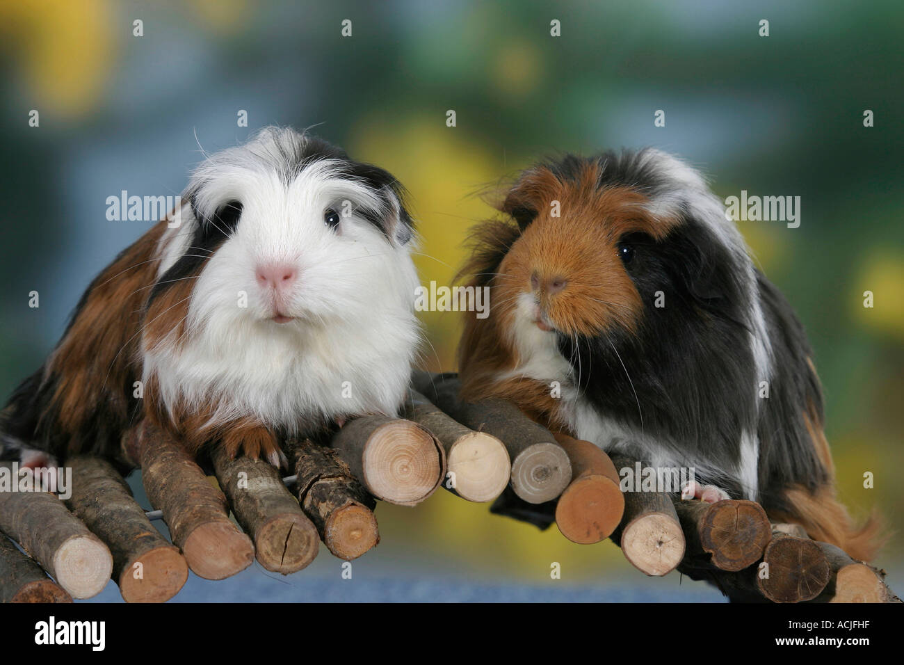 Coronet guinea pigs hi-res stock photography and images - Alamy